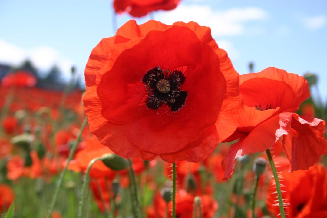 Wild Flower Red Field Flanders Poppy Papaver Rhoeas Seeds 5 Grams - Etsy UK