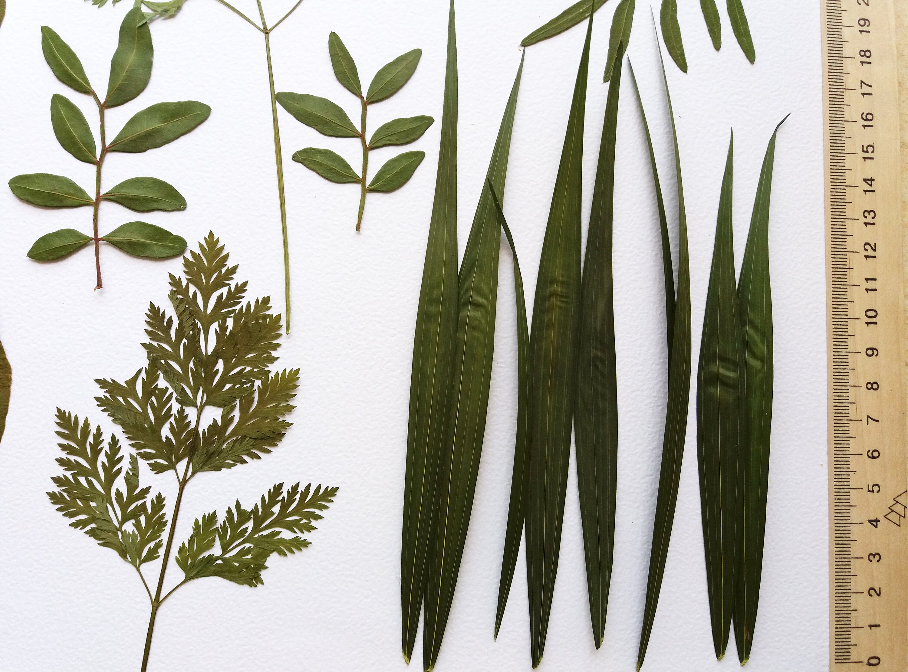 25 gepresste grüne Blätter zum Basteln Karte machen für | Etsy