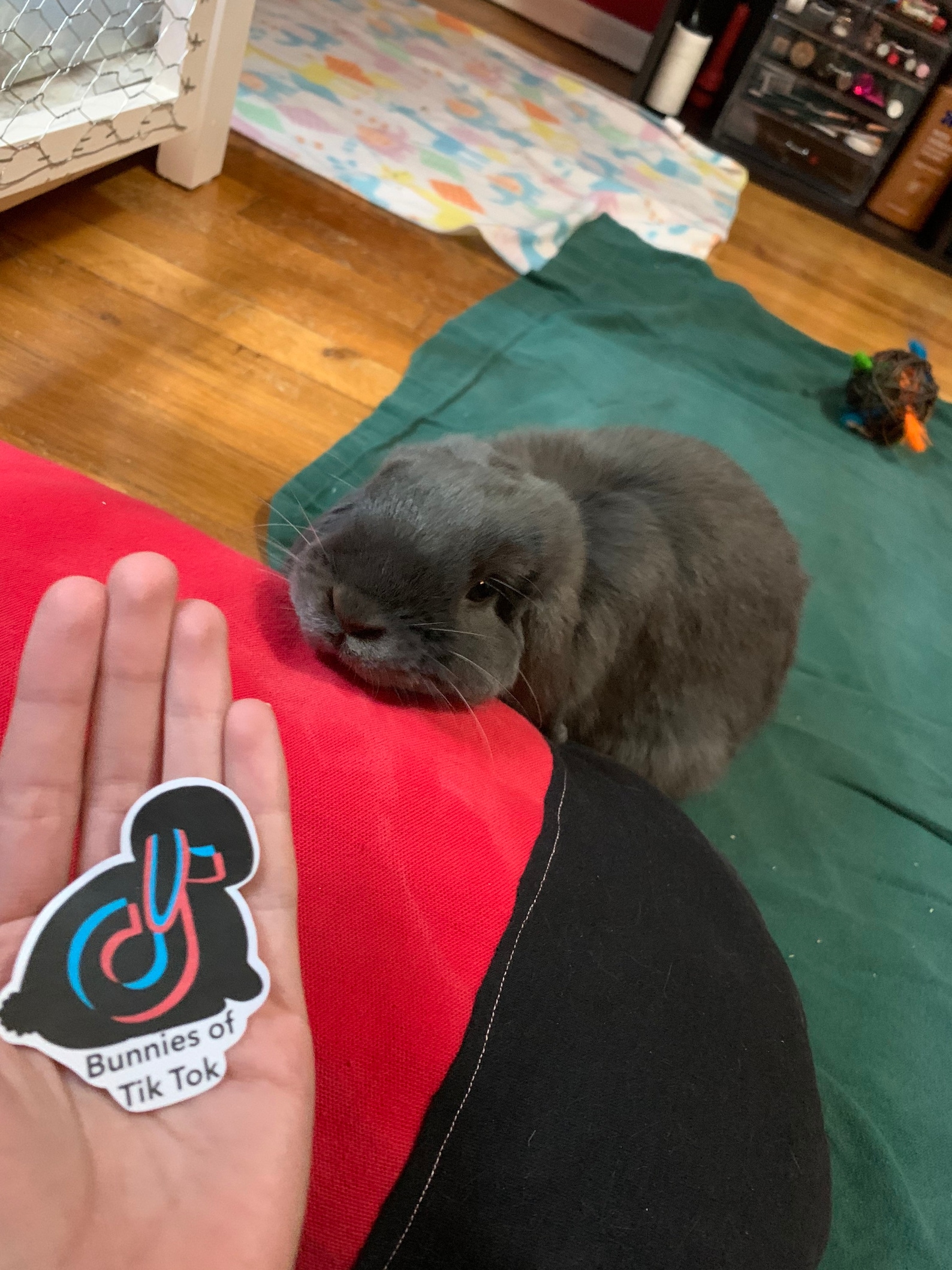 Tik Tok Pegatina Bunnies de Tik Tok Pegatina Tik Tok - Etsy México