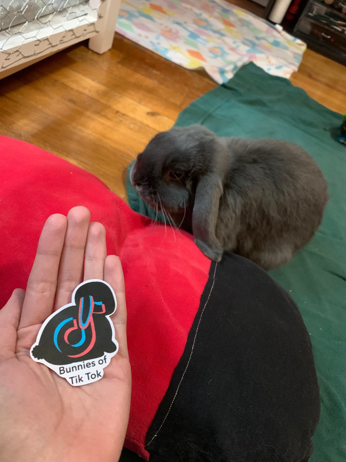 Tik Tok Sticker Bunnies of Tik Tok Sticker Tik Tok Decal | Etsy