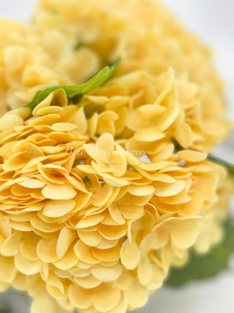 Yellow REAL TOUCH Hydrangeas in Vase Artificial Faux Flower - Etsy