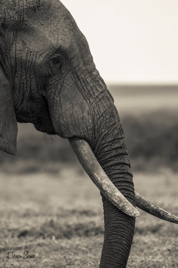 Elephant Face Profile