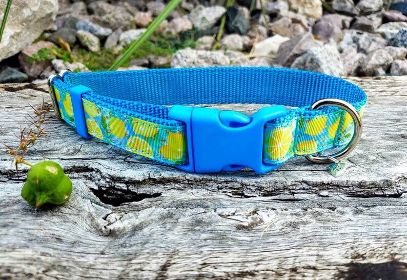 Lemon Dog Collarlemon Cat Collar fruit Dog Collar Citrus | Etsy
