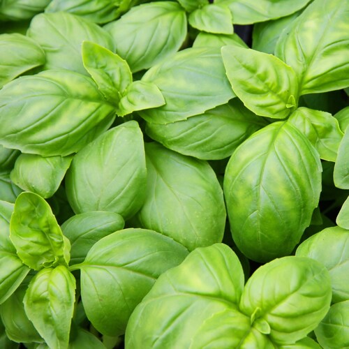 Large Leaf Italian Basil heirloom: Extra Large Basil Sweet - Etsy