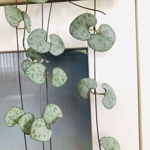 Silver Glory String of Hearts - Etsy