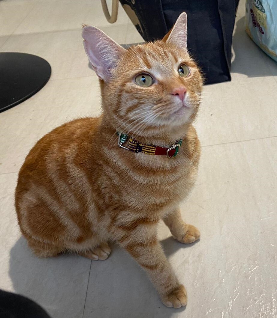 Guatemalan Mayan Cat Collar 1cm wide adjustable | Etsy