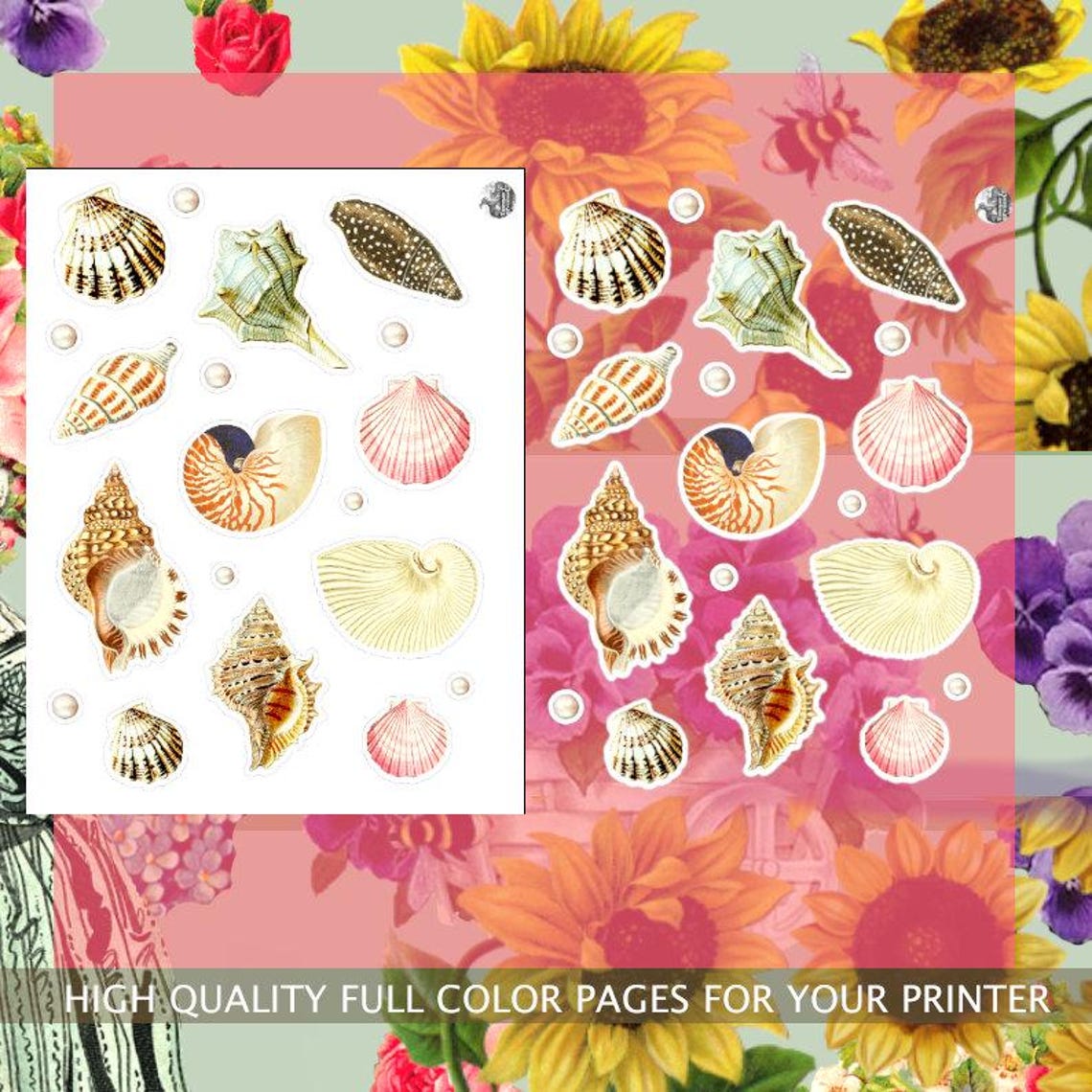 SEA SHELLS Digital Download 300 Dpi Vintage Sea Shells Fussy Cut High ...