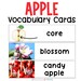 Apple Vocabulary Words, Apple Theme Preschool Prek Kindergarten ...