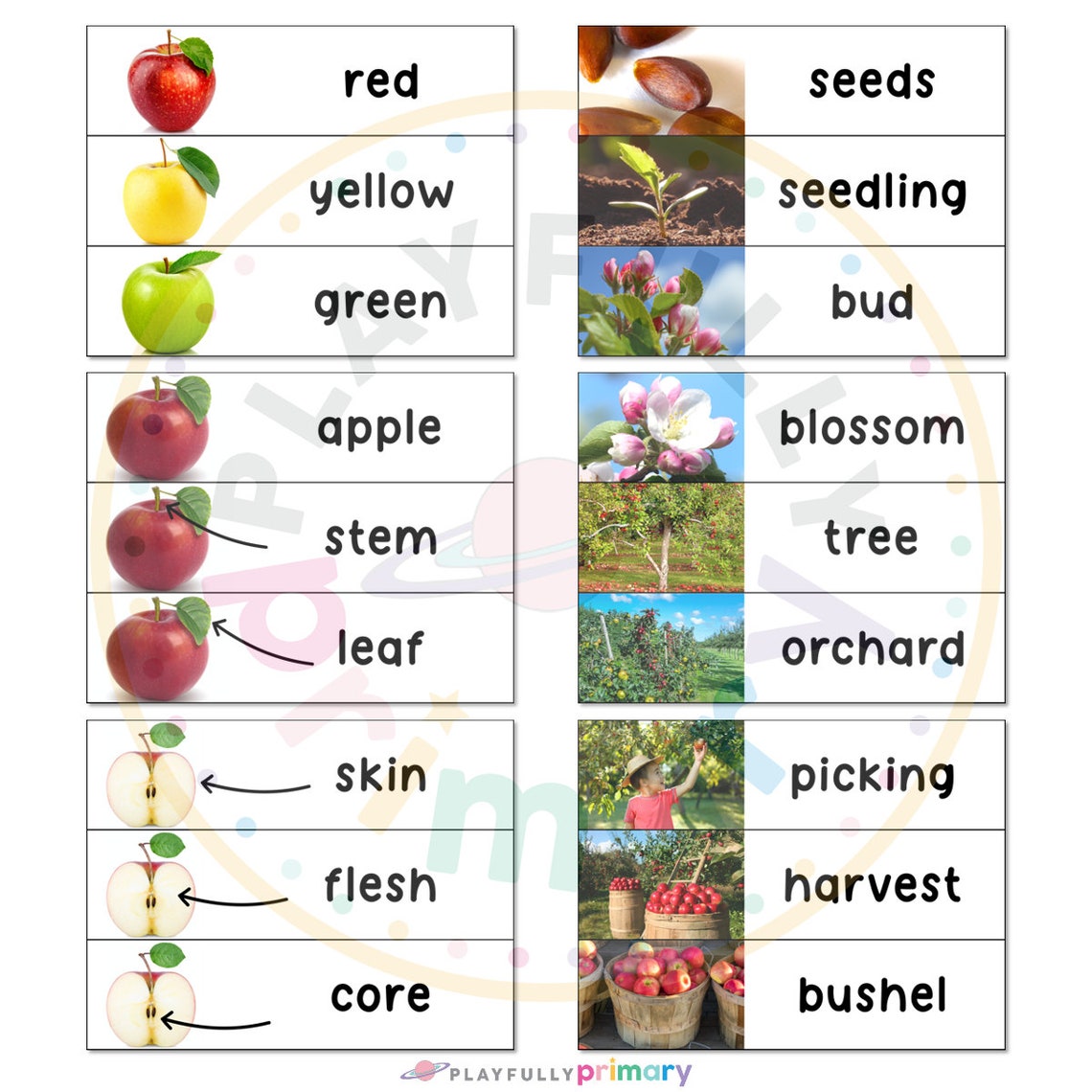 Apple Vocabulary Words, Apple Theme Preschool Prek Kindergarten ...