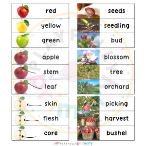 Apple Vocabulary Words, Apple Theme Preschool Prek Kindergarten ...
