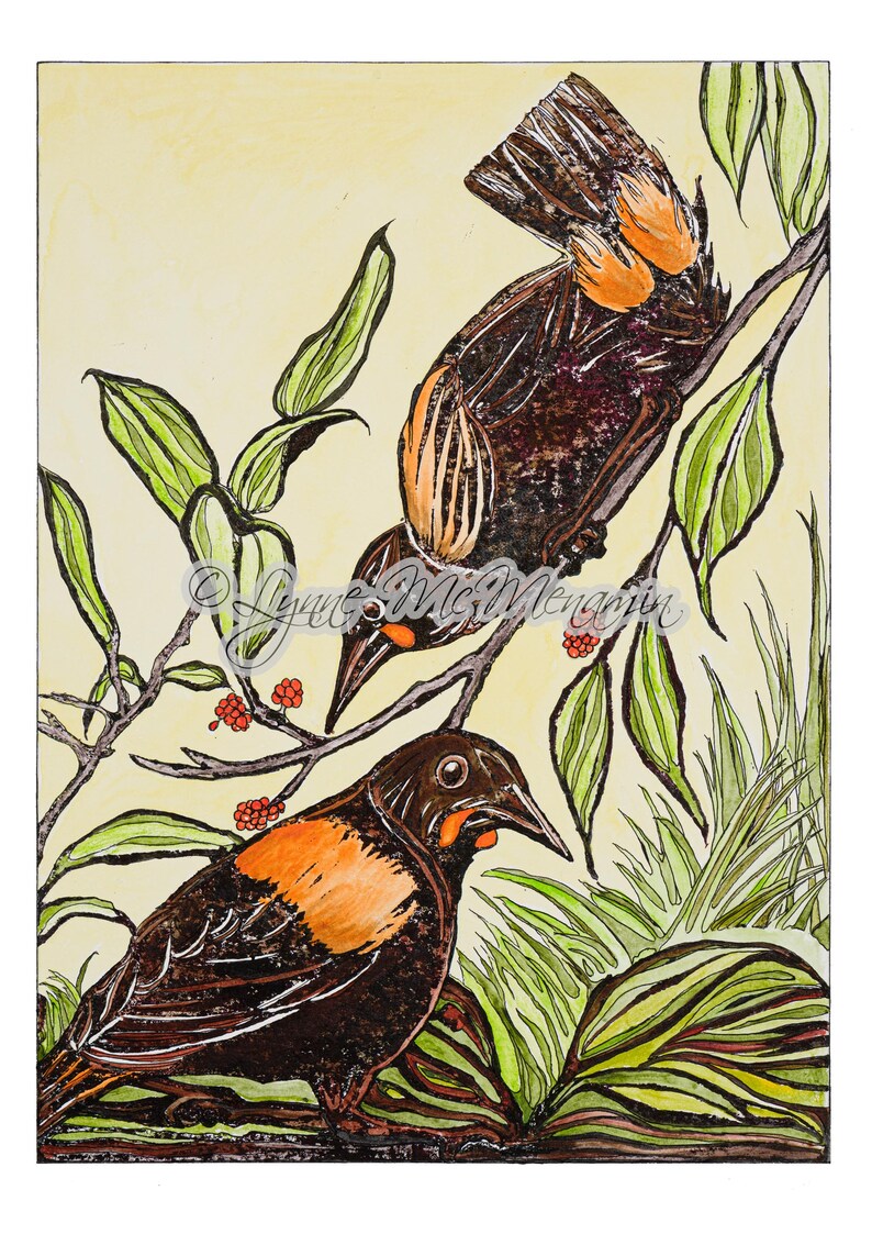 Saddleback Birds - New Zealand Native Bird - Large Print From Original ...