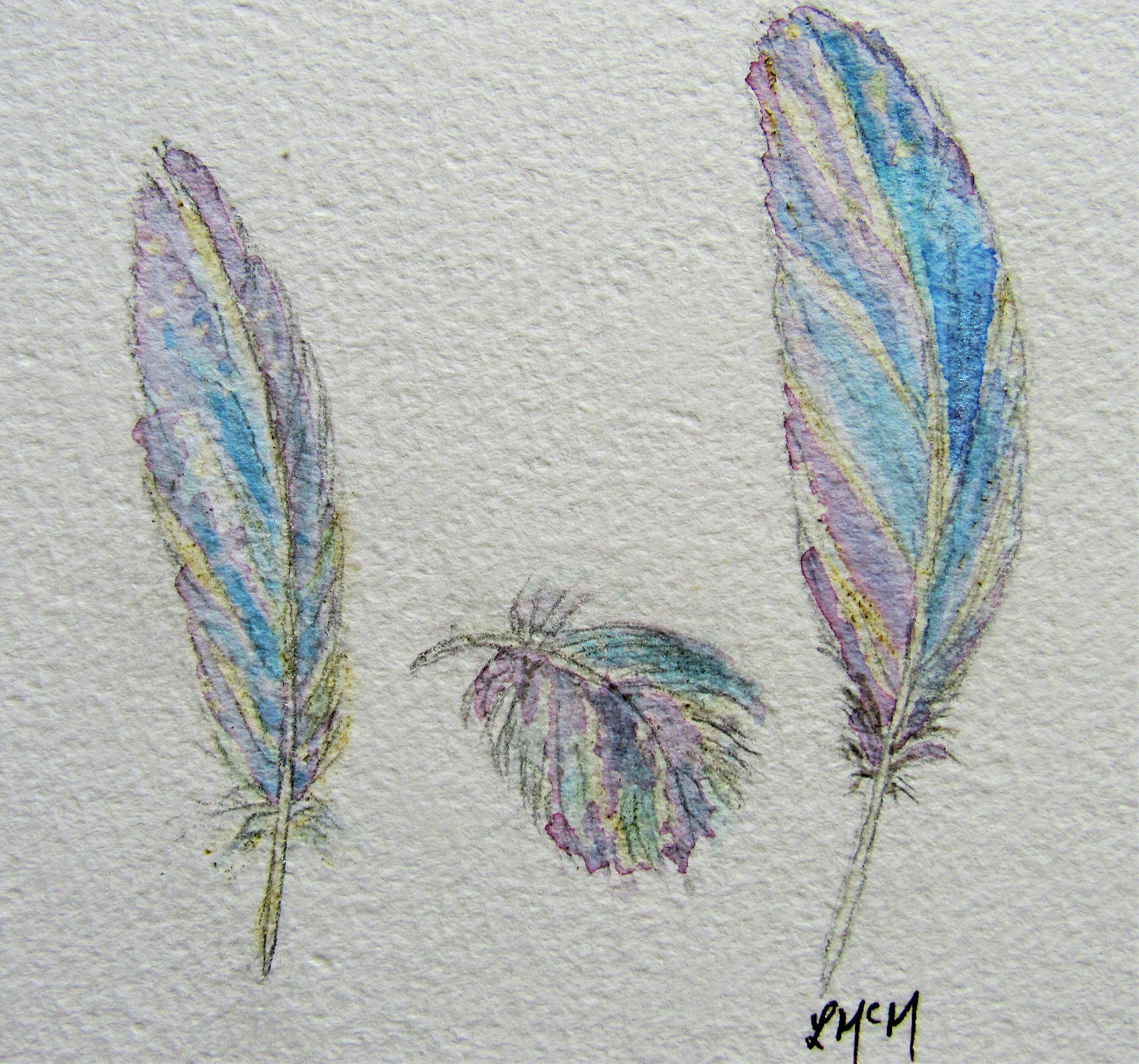 Kokako - New Zealand Native Bird - Haiku Design - From Original Print ...