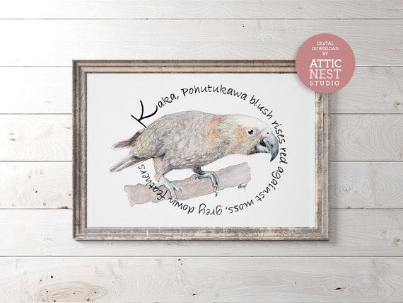 Kaka Drawing Kaka Parrot New Zealand Native Bird Haiku Design