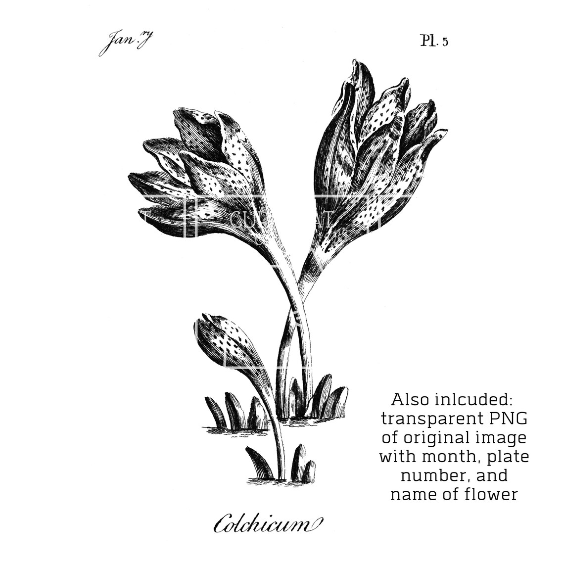 Colchicum Flower Clip Art Digital Download Instant Download 300 DPI PNG ...