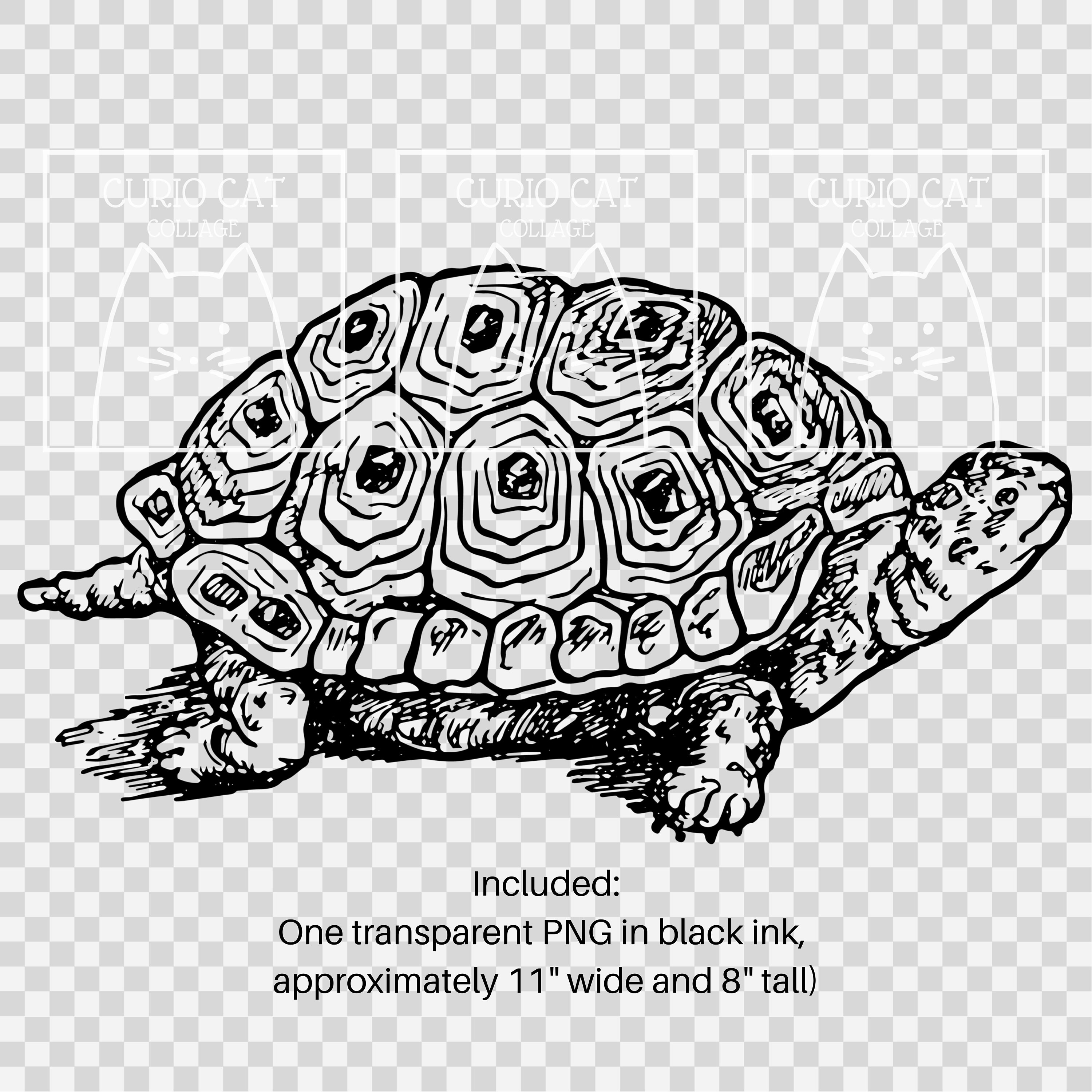 Vintage Turtle Illustration Clip Art Digital Download Instant Download ...