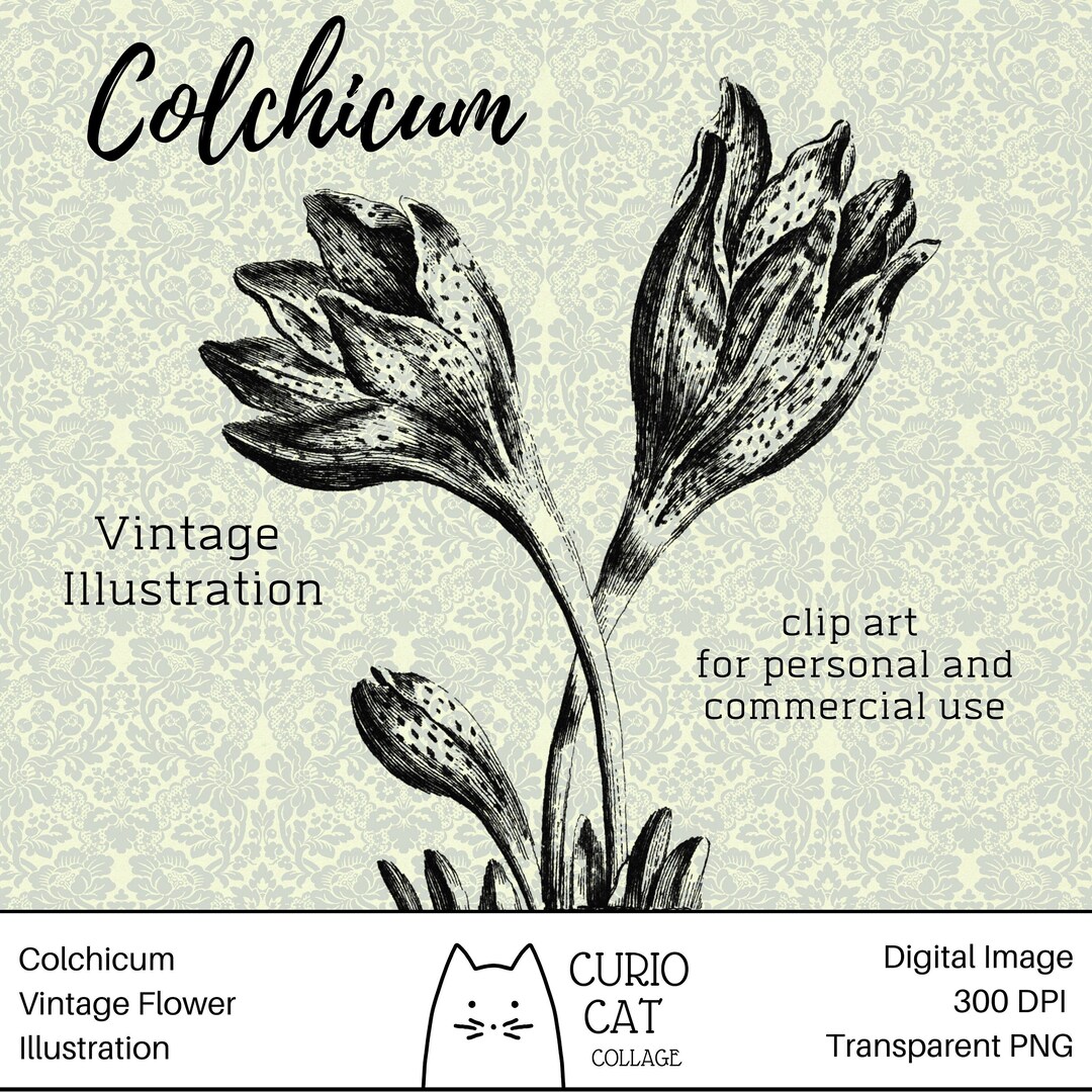 Colchicum Flower Clip Art Digital Download Instant Download 300 DPI PNG ...