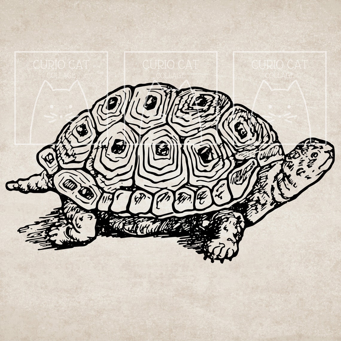 Vintage Turtle Illustration Clip Art Digital Download Instant Download ...