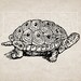 Vintage Turtle Illustration Clip Art Digital Download - Etsy