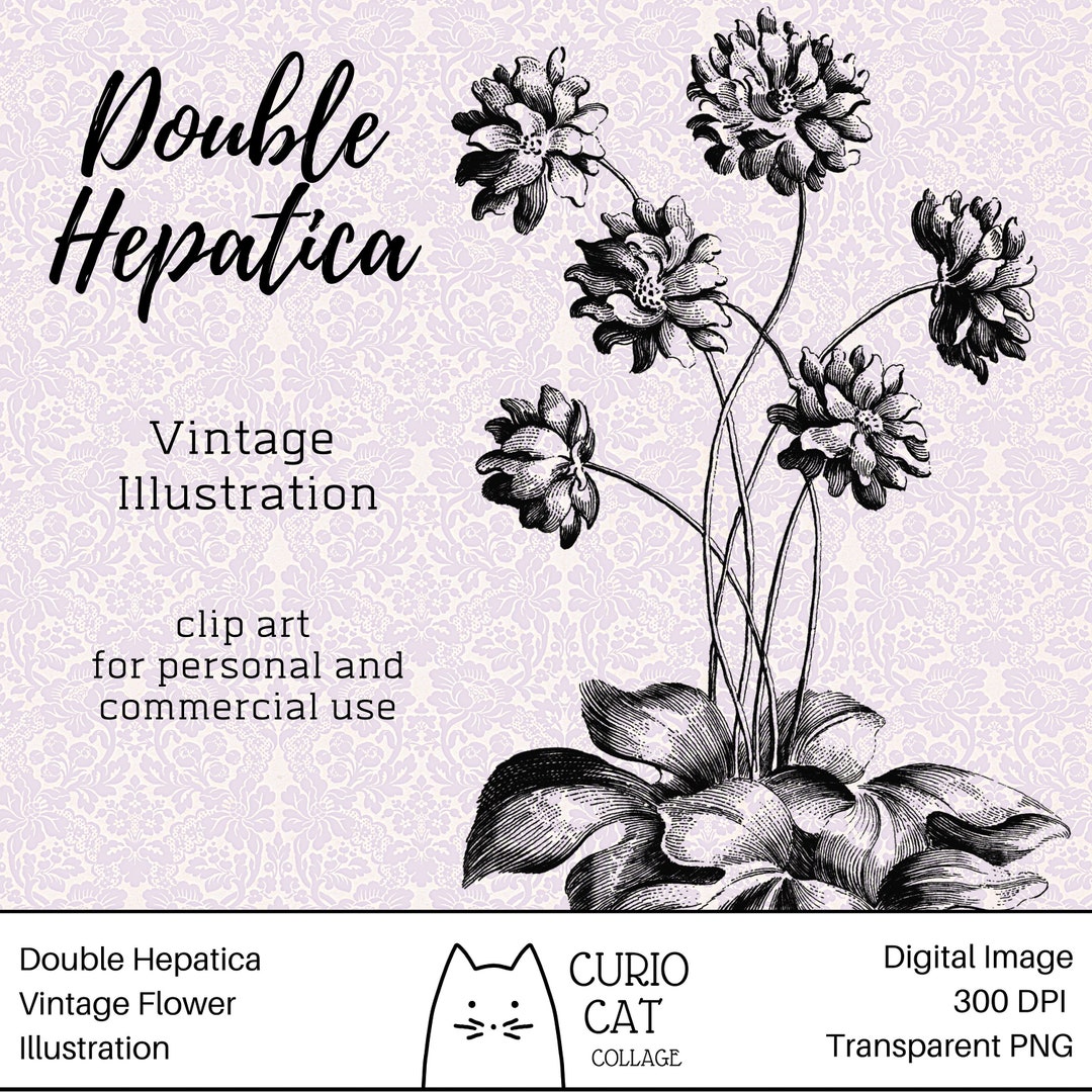 Double Hepatica Flower Clip Art | Digital Download | Instant Download ...