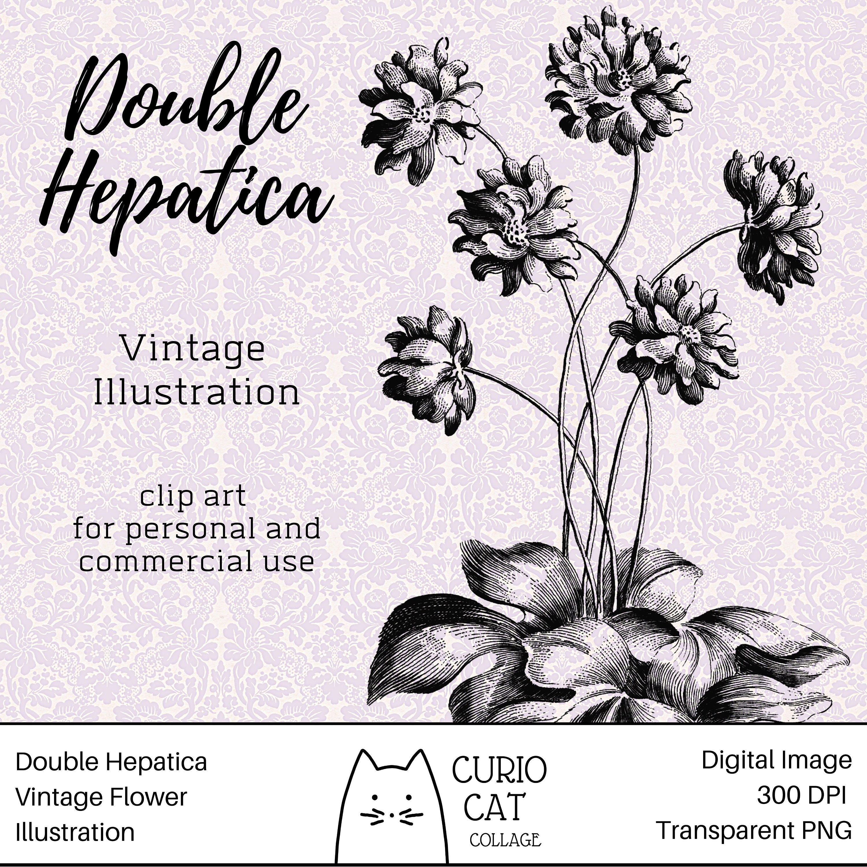 Double Hepatica Flower Clip Art | Digital Download | Instant Download ...