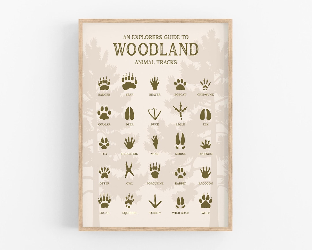 Woodland Animal Tracks Poster, Animal Tracks Kids, Animal Footprint ...