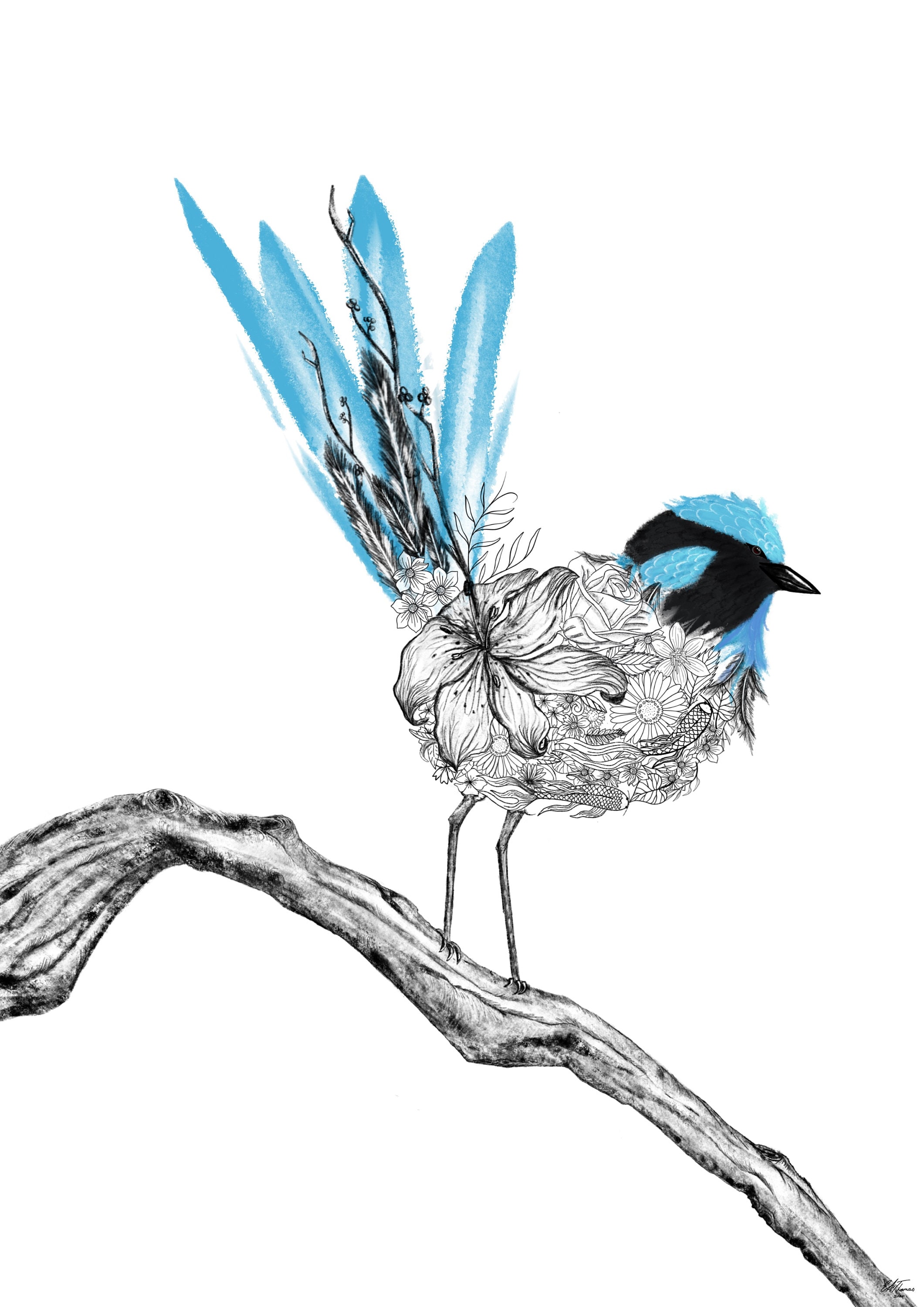 Blue Wren Sketches SET of 3 Instant Digital Download - Etsy UK