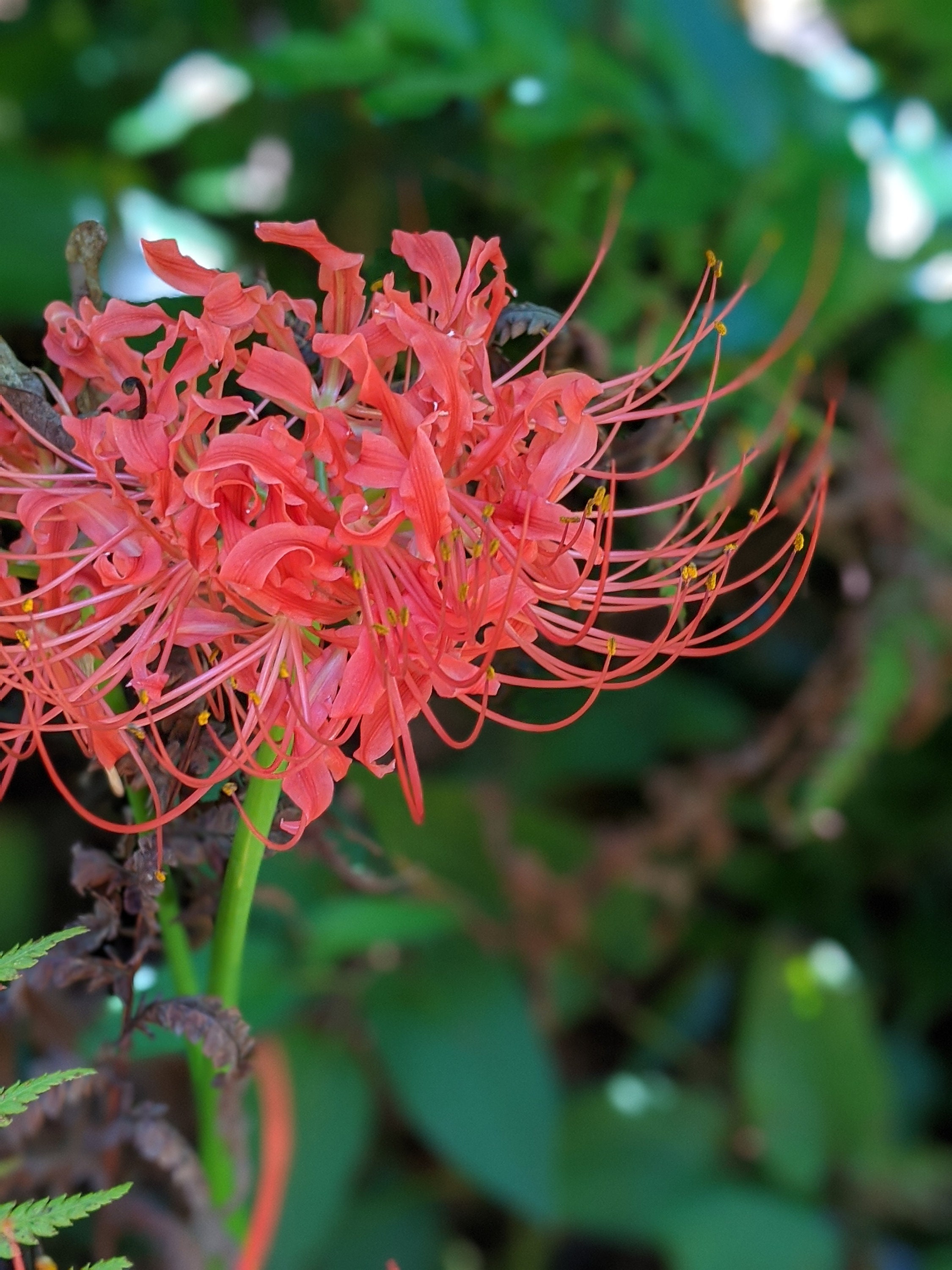 Lycoris radiata bulbs | Etsy