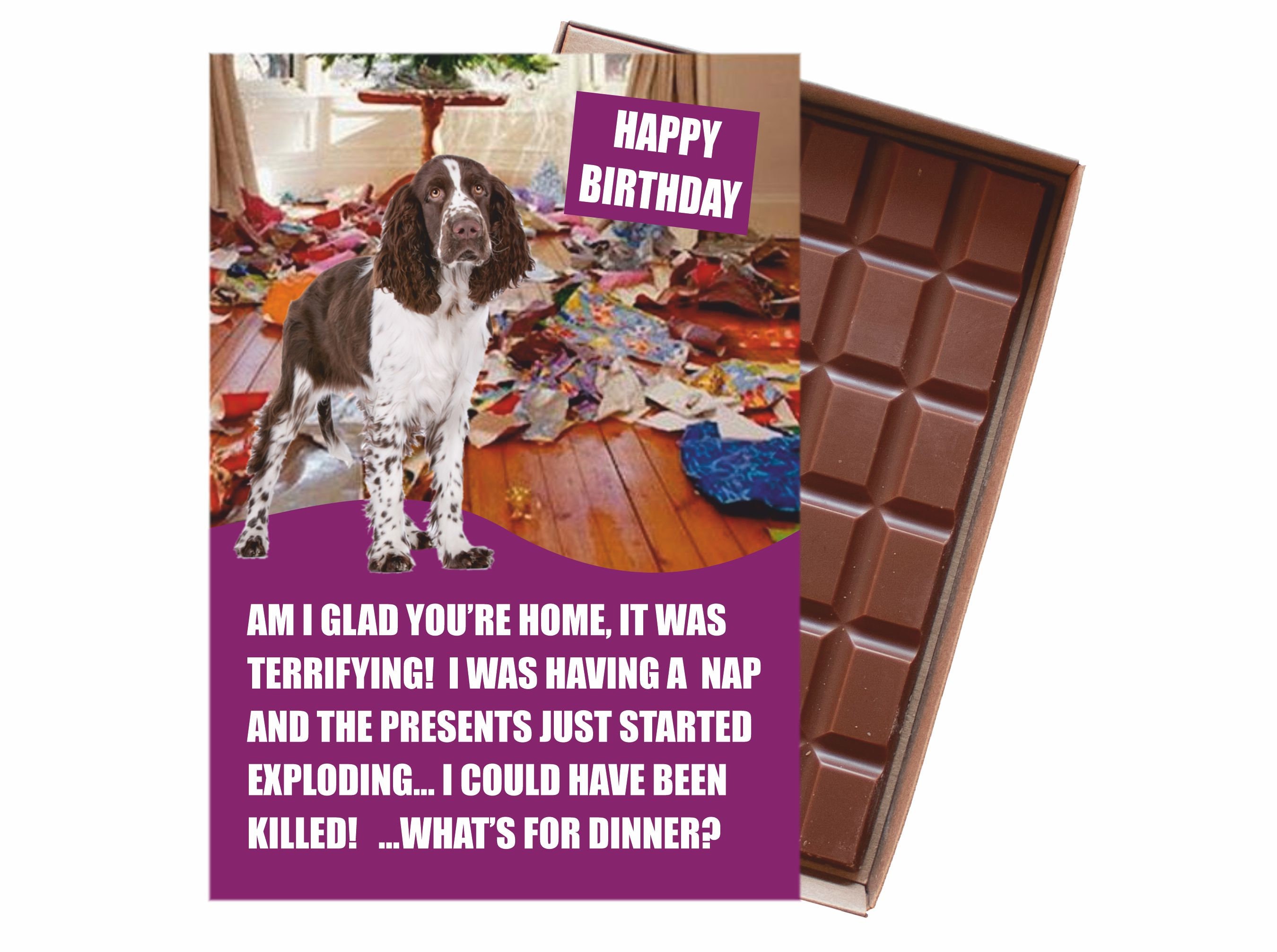 Chocolate Springer Spaniel