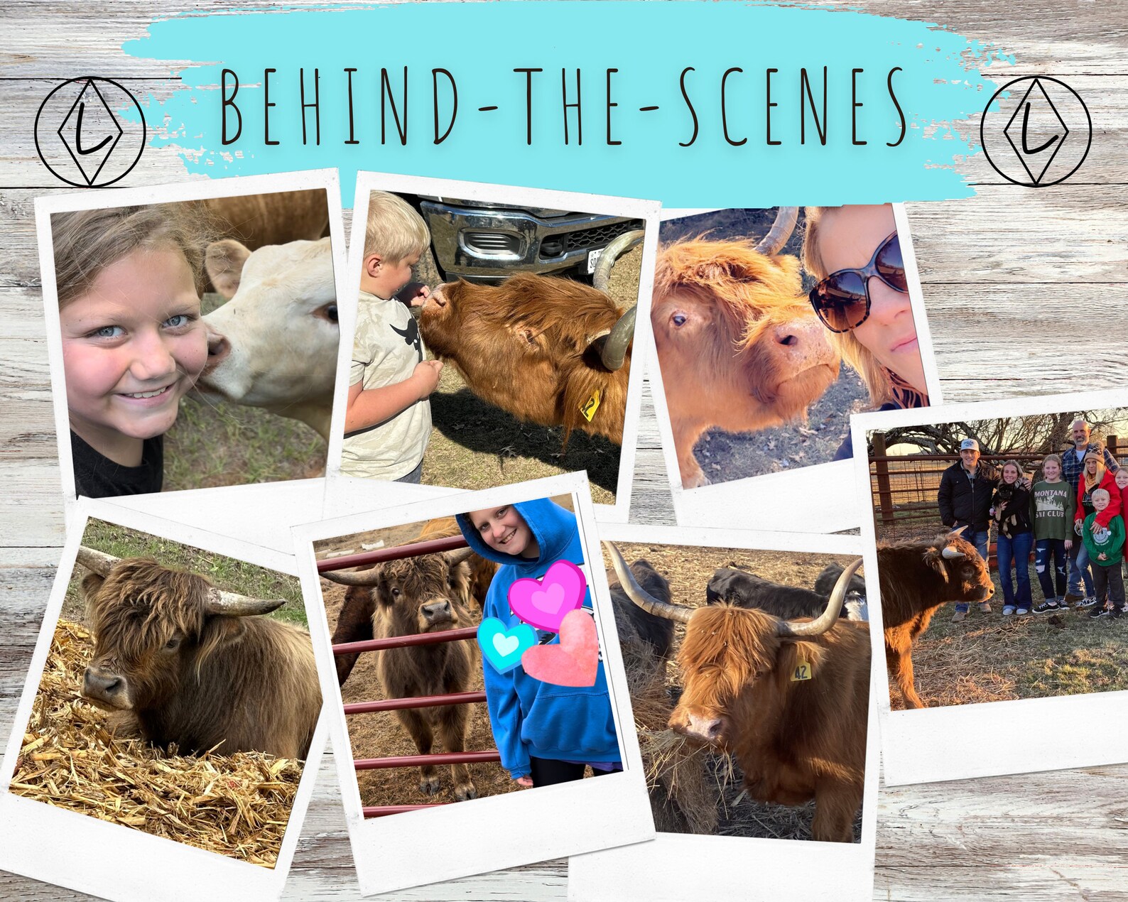 Graduate Cow Printable Grad Cow Graduation Gift INSTANT DOWNLOAD PNG ...