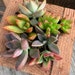 Micro Succulent Garden in 3.5 Inch Pot, Small Office Desk Arrangement ...