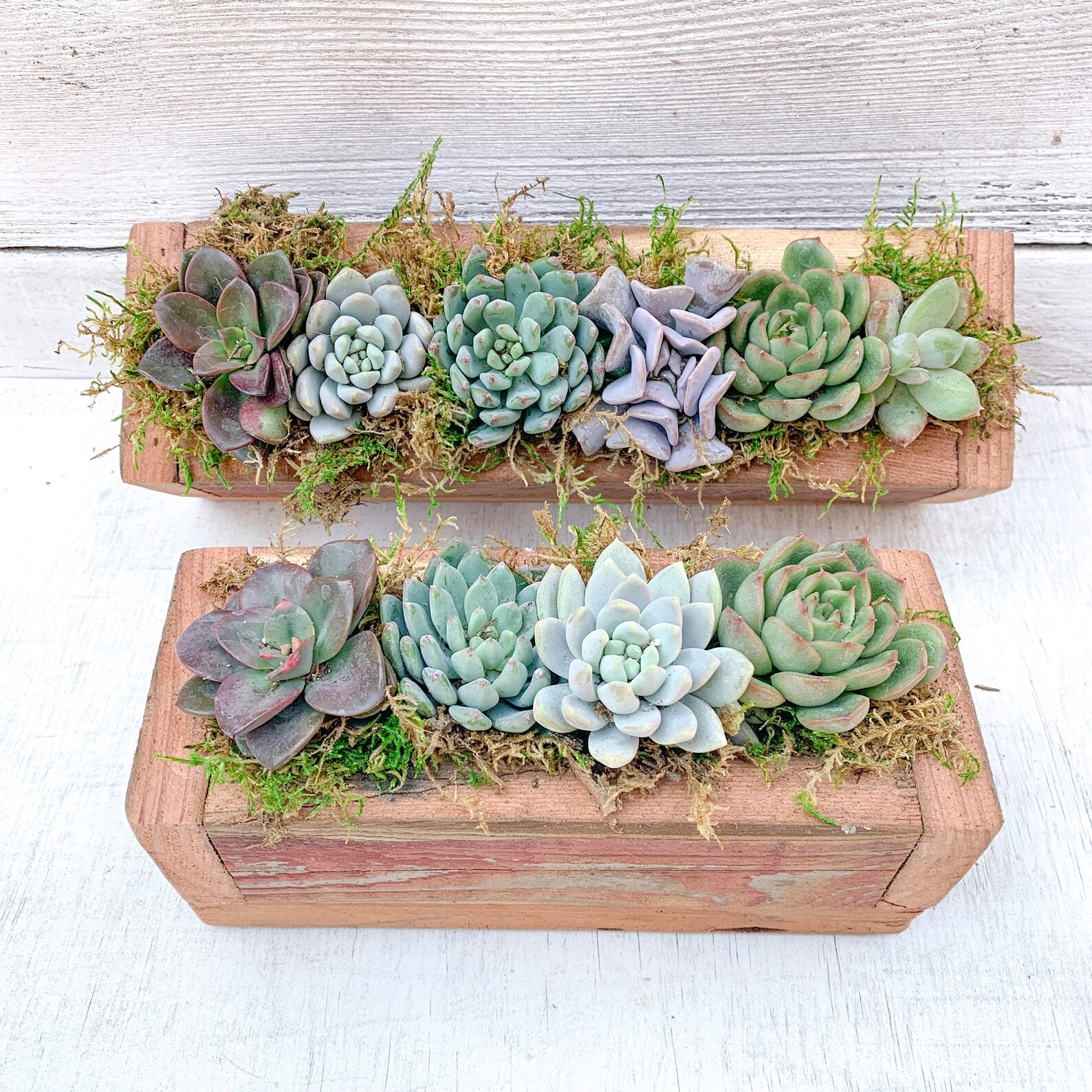 Small Office Desk Succulent Arrangement Live Succulents Gift - Etsy