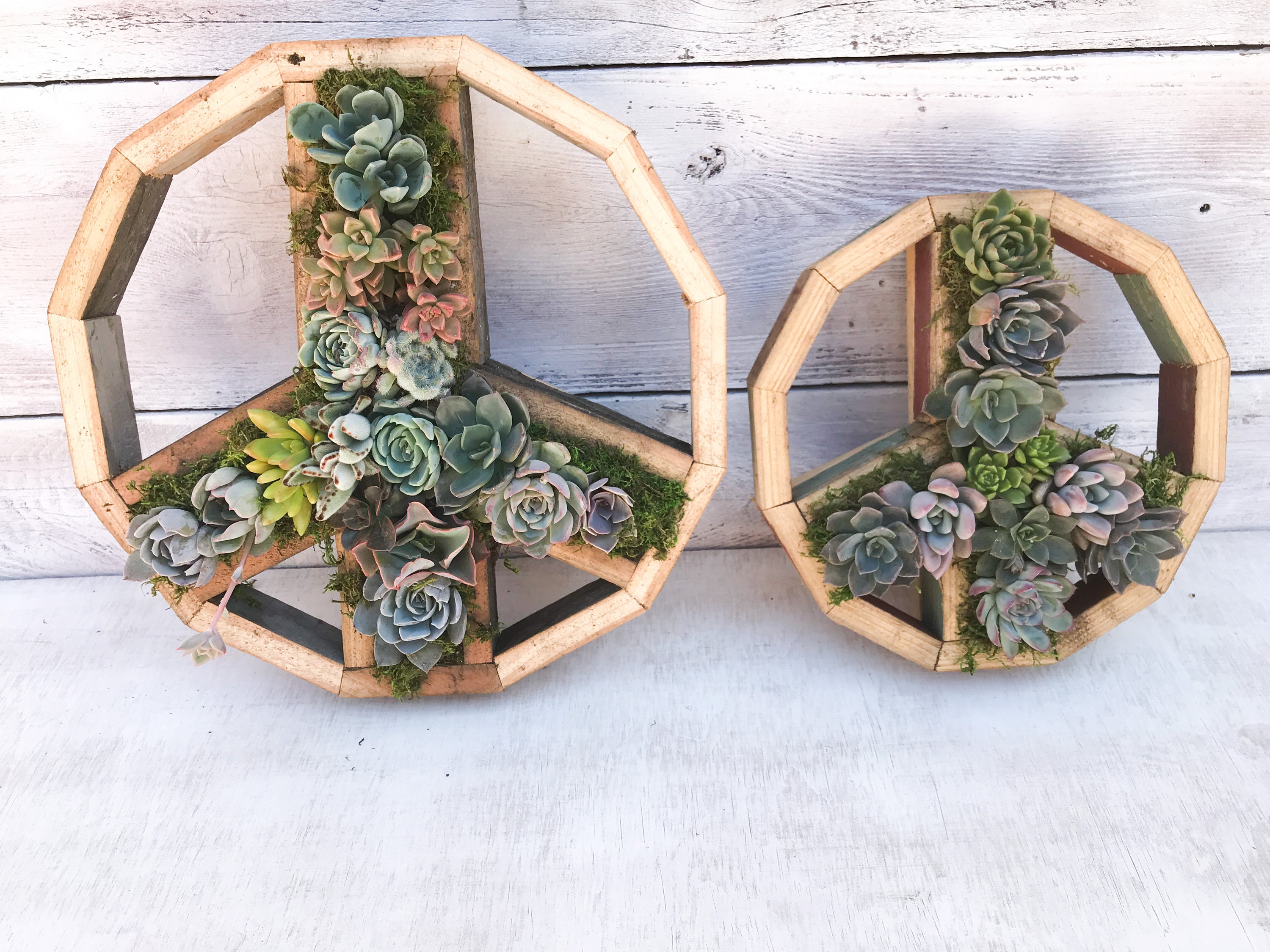 Peace Sign Succulent Arrangement Living Planter Vertical - Etsy