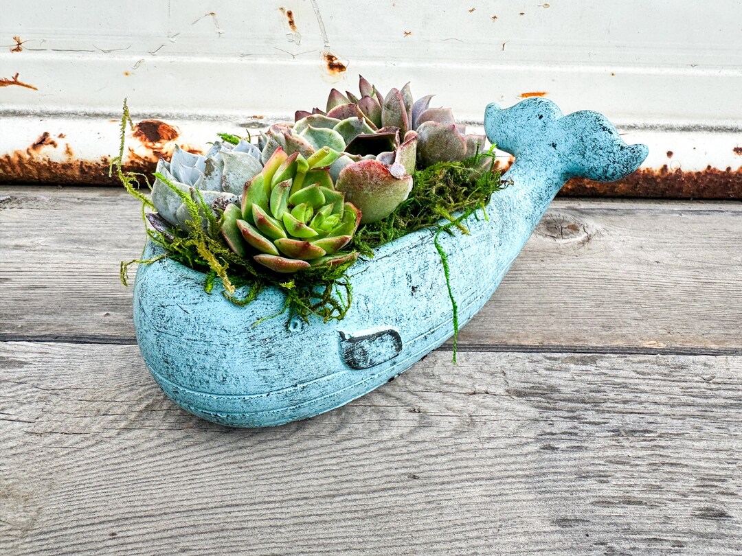 Whale Pot , Whale Plant Pot, Succulent Planter Arrangement, Office Desk ...