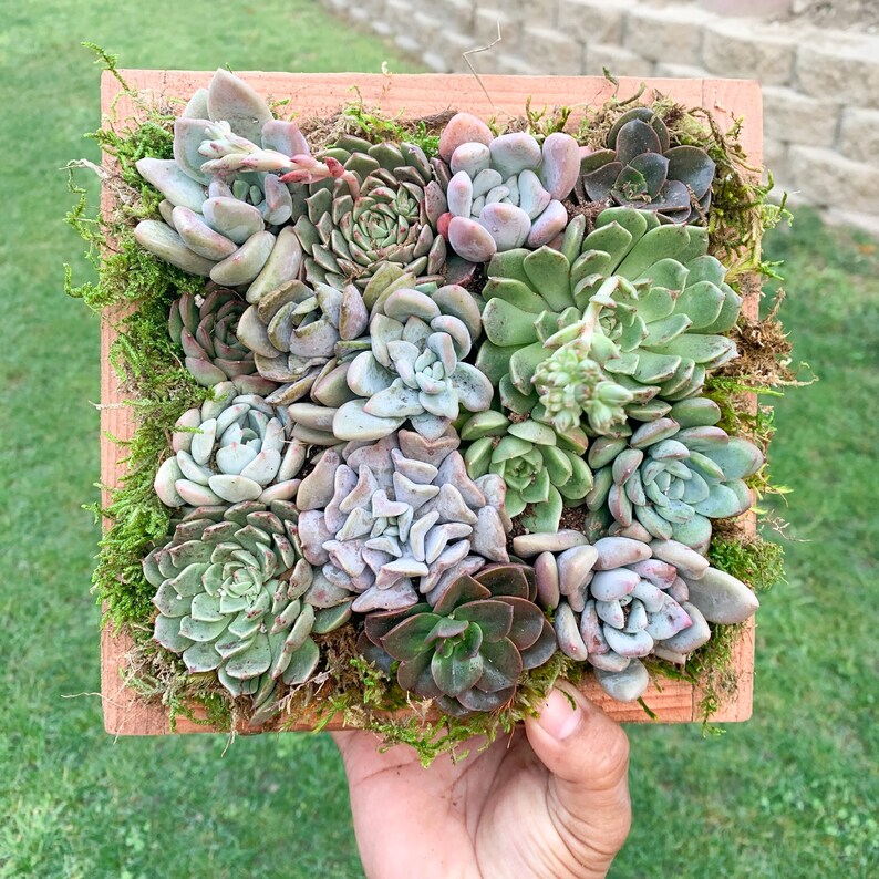 Succulent Arrangement Real Plants Live Planter Wall Art - Etsy