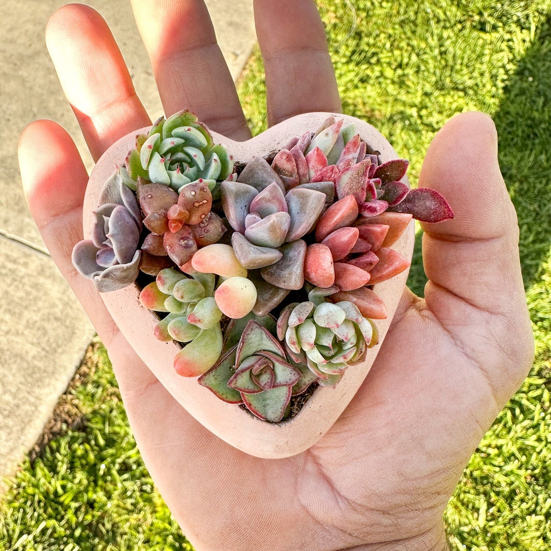 10 Mini Baby Succulents Cuttings Heart, Micro Succulent Garden, Small Office Desk Arrangement ...