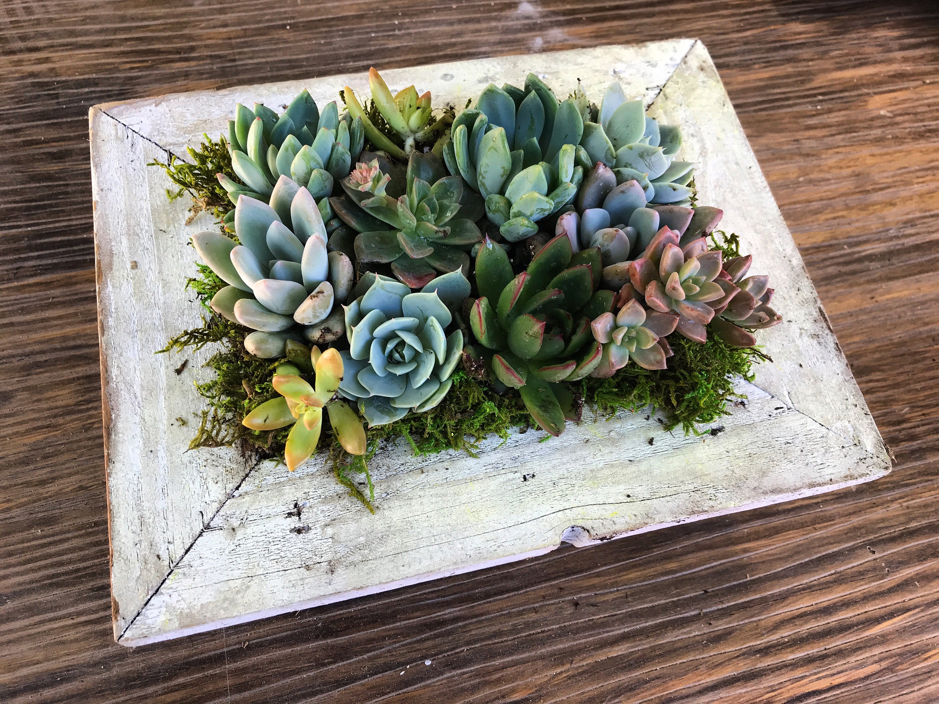 Square Succulent Arrangement Planter Succulent Wood Planter | Etsy