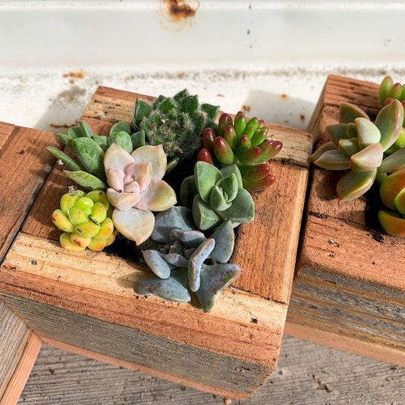 Micro Succulent Garden in 3.5 Inch Pot Small Office Desk - Etsy