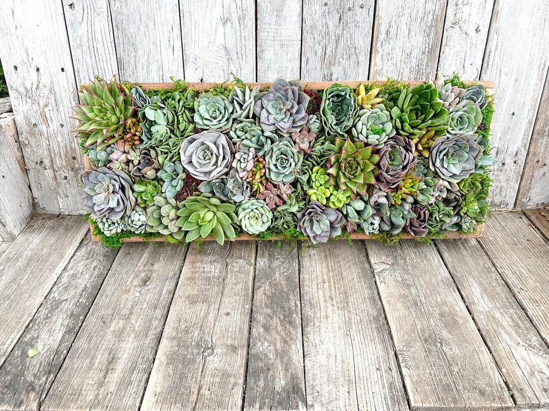 Large Living Wall House Warming Gift Idea Succulent - Etsy