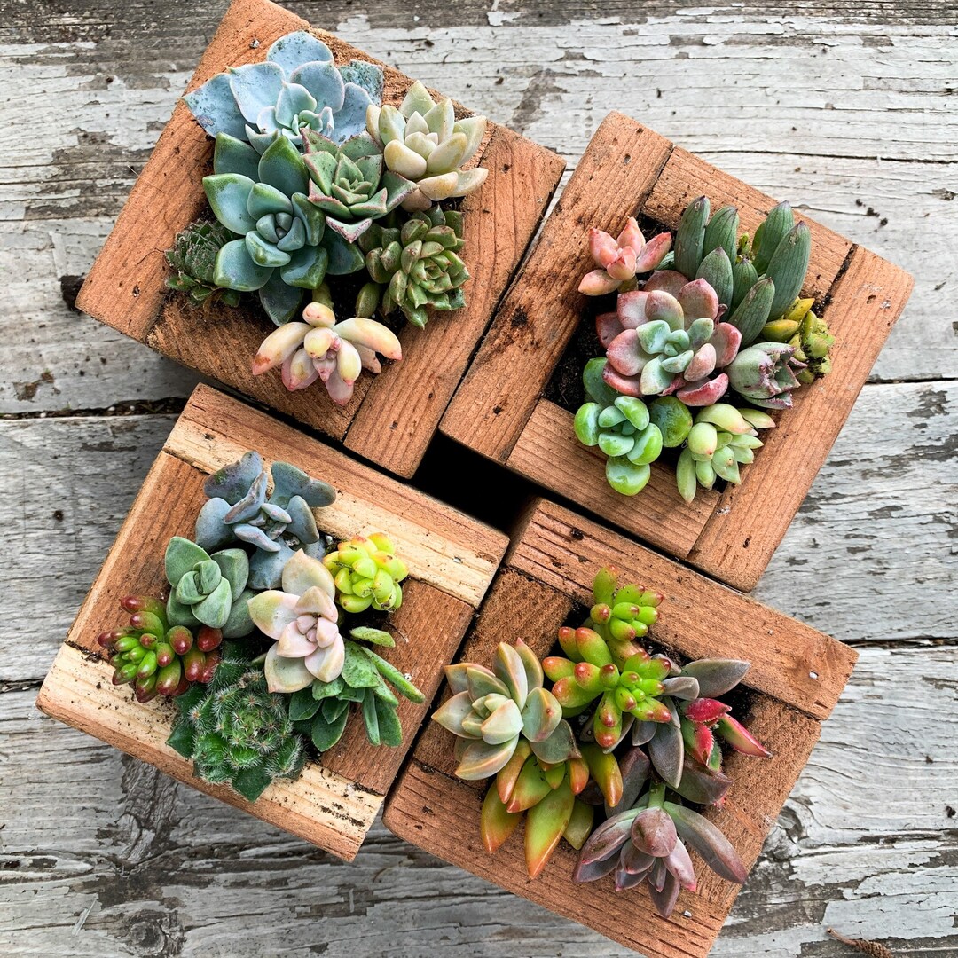 Micro Succulent Garden in 3.5 Inch Pot, Small Office Desk Arrangement ...