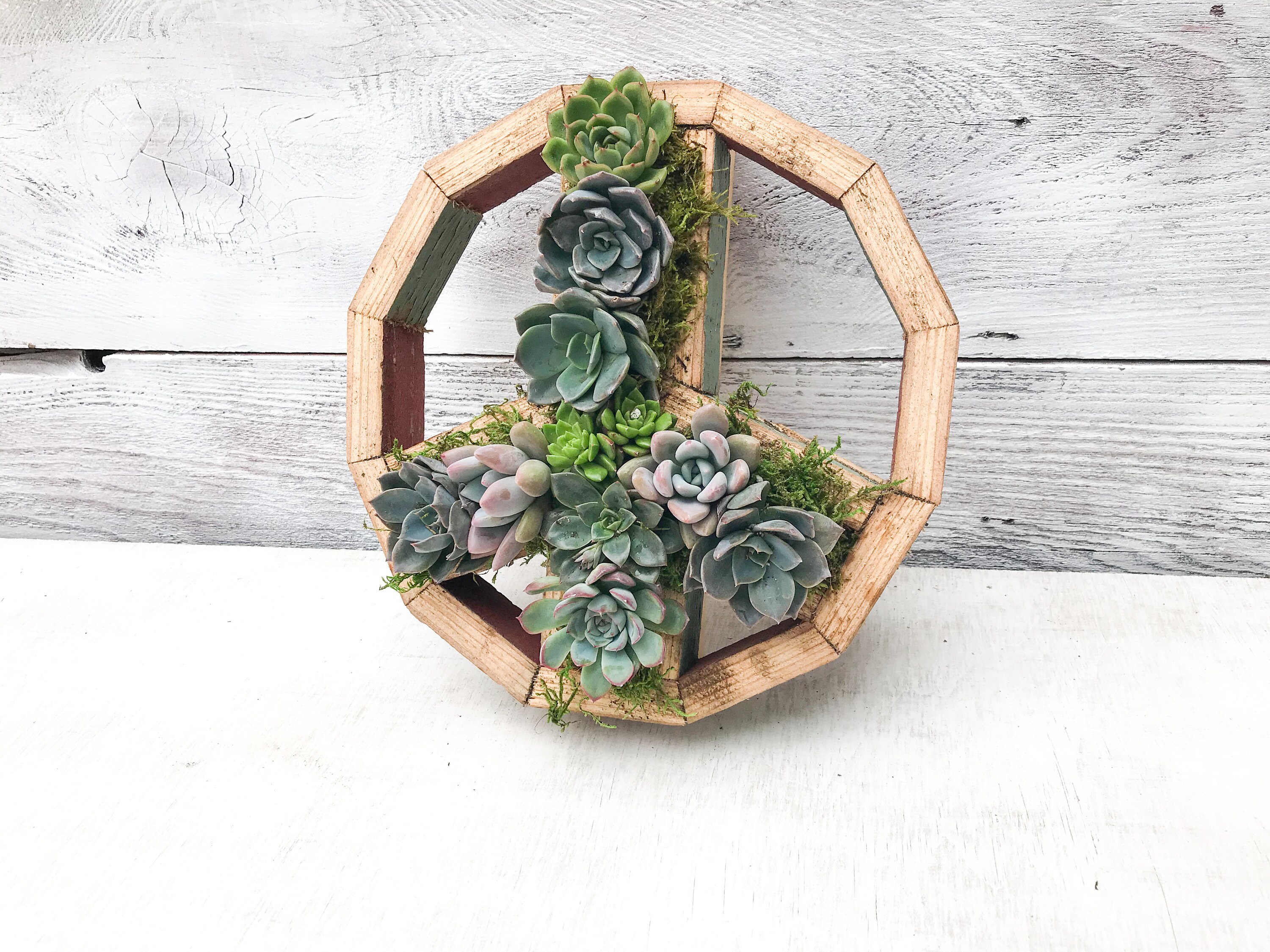 Peace Sign Succulent Arrangement Living Planter Vertical - Etsy