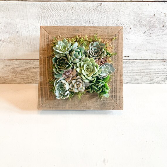 Square Succulent Arrangement Planter Succulent Wood Planter - Etsy