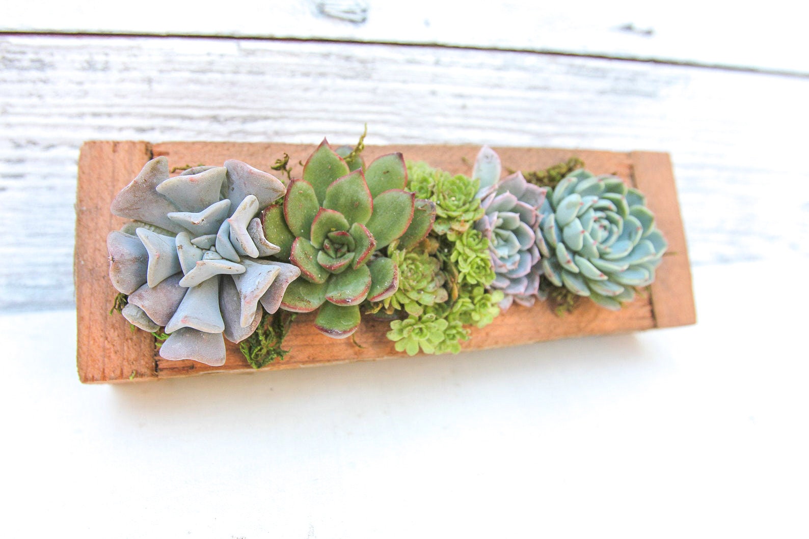 Small Office Desk Succulent Arrangement Live Succulents Gift - Etsy
