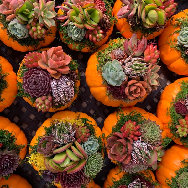 Fall Succulent - Etsy