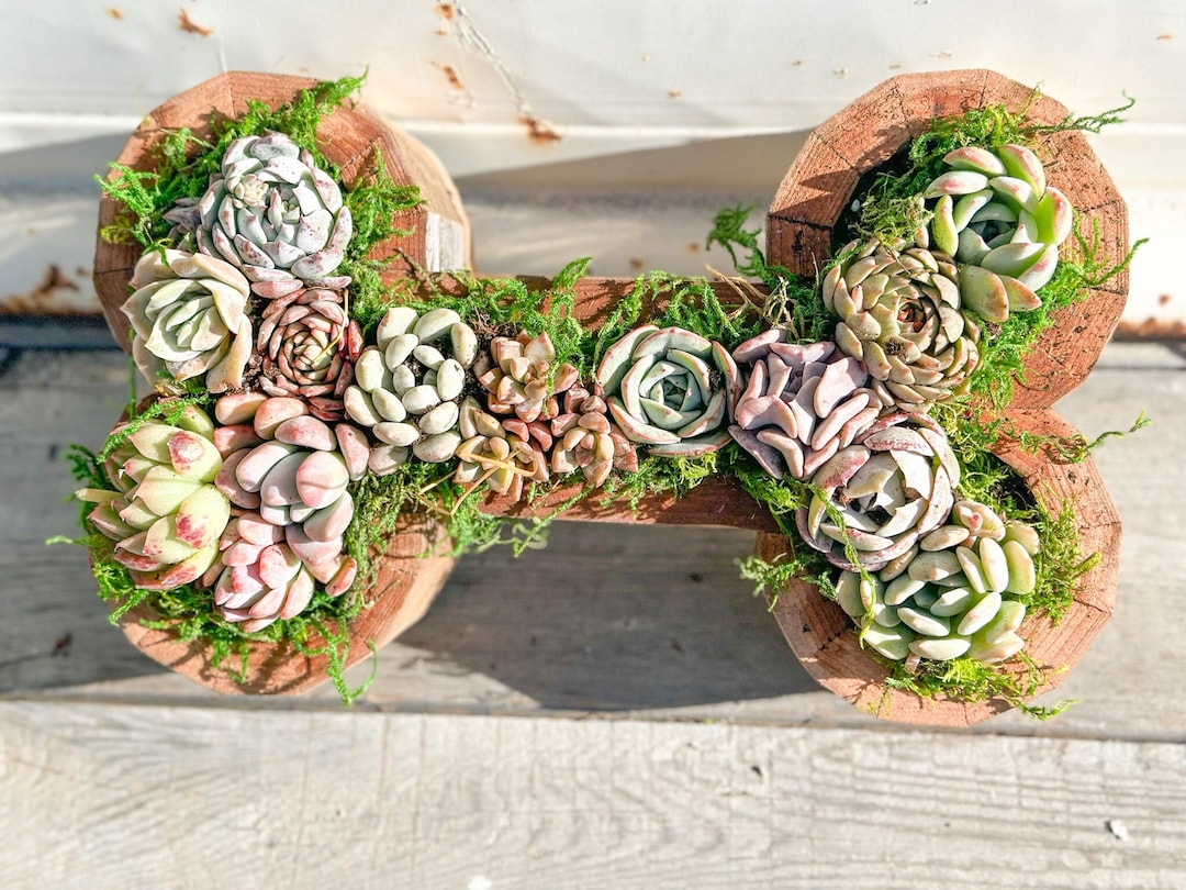 Dog Bone Planter With Succulents, Wood Planter, Succulent Gift ...