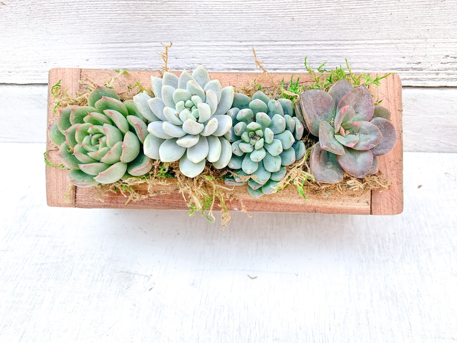 Small Office Desk Succulent Arrangement Live Succulents Gift - Etsy