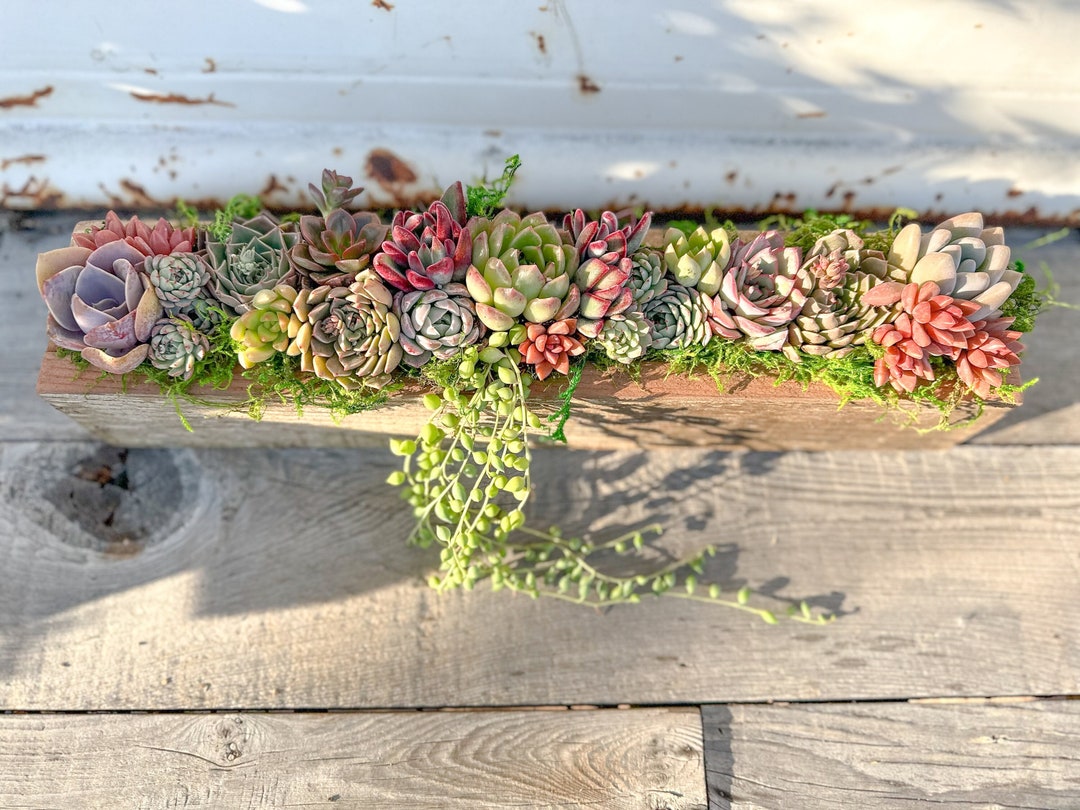 Large Live Trough Succulent Arrangement Planter, Real Succulents, Wood ...