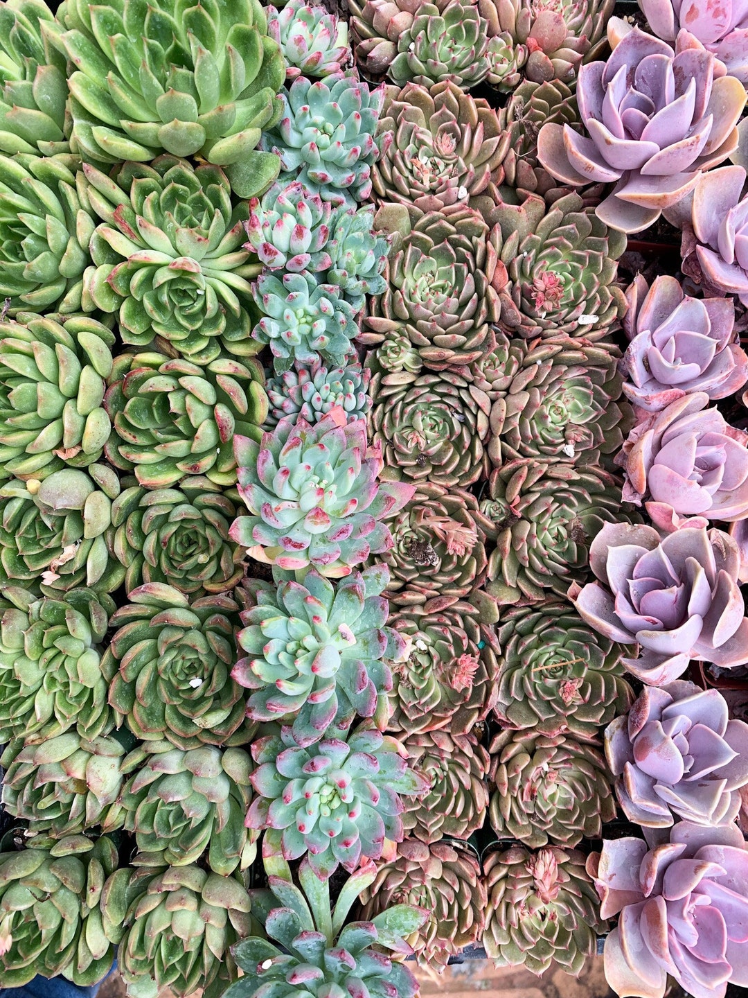 2" Succulent Assorted Succulent Plants, Mystery Box, DIY Project ...