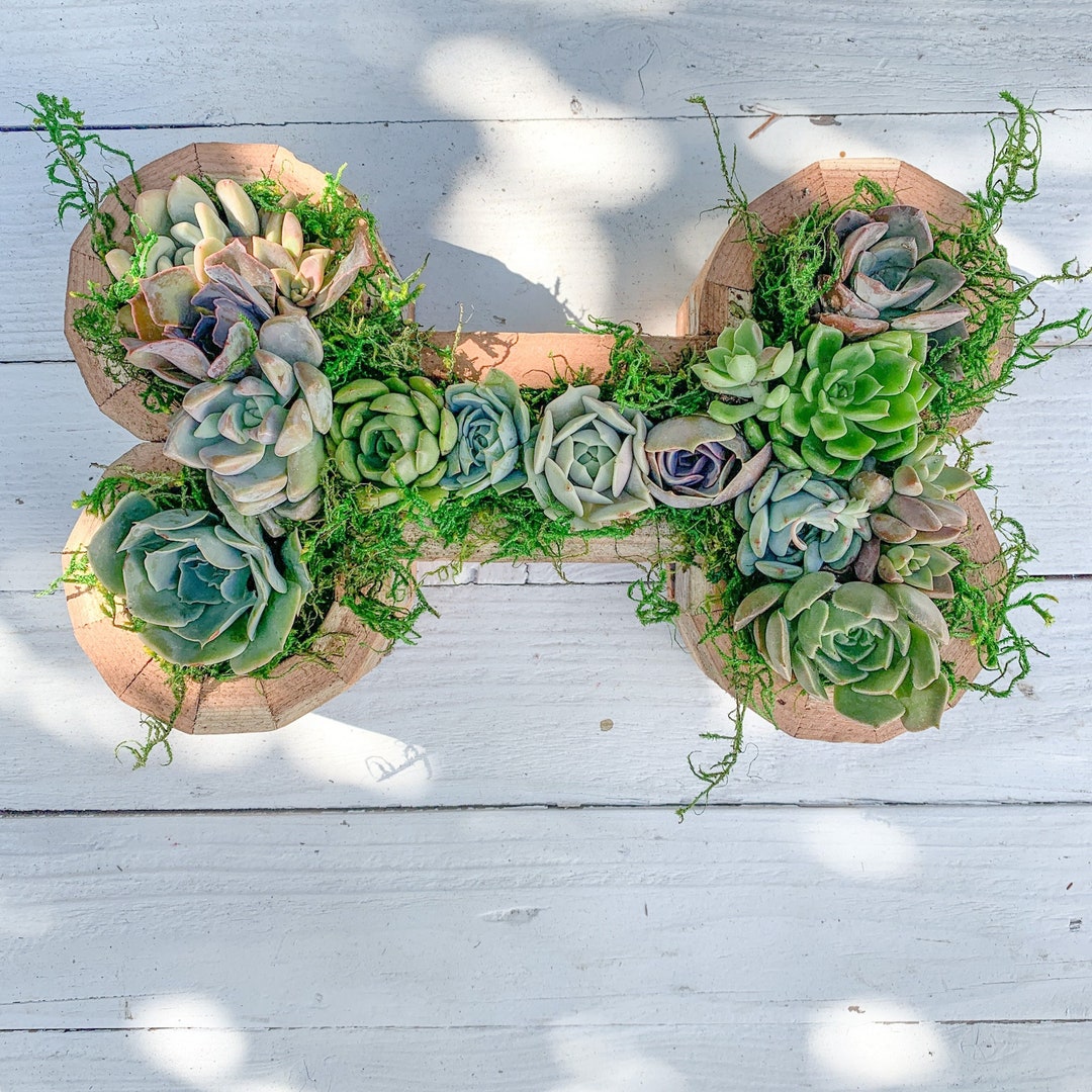 Dog Bone Planter With Succulents Wood Planter Succulent Gift - Etsy