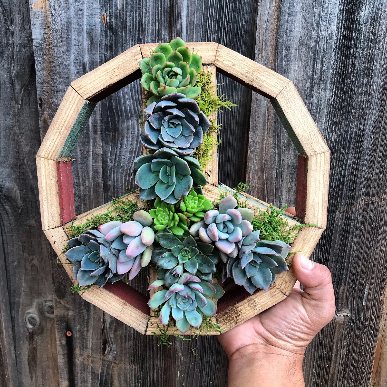 Peace Sign Succulent Arrangement Living Planter Vertical - Etsy