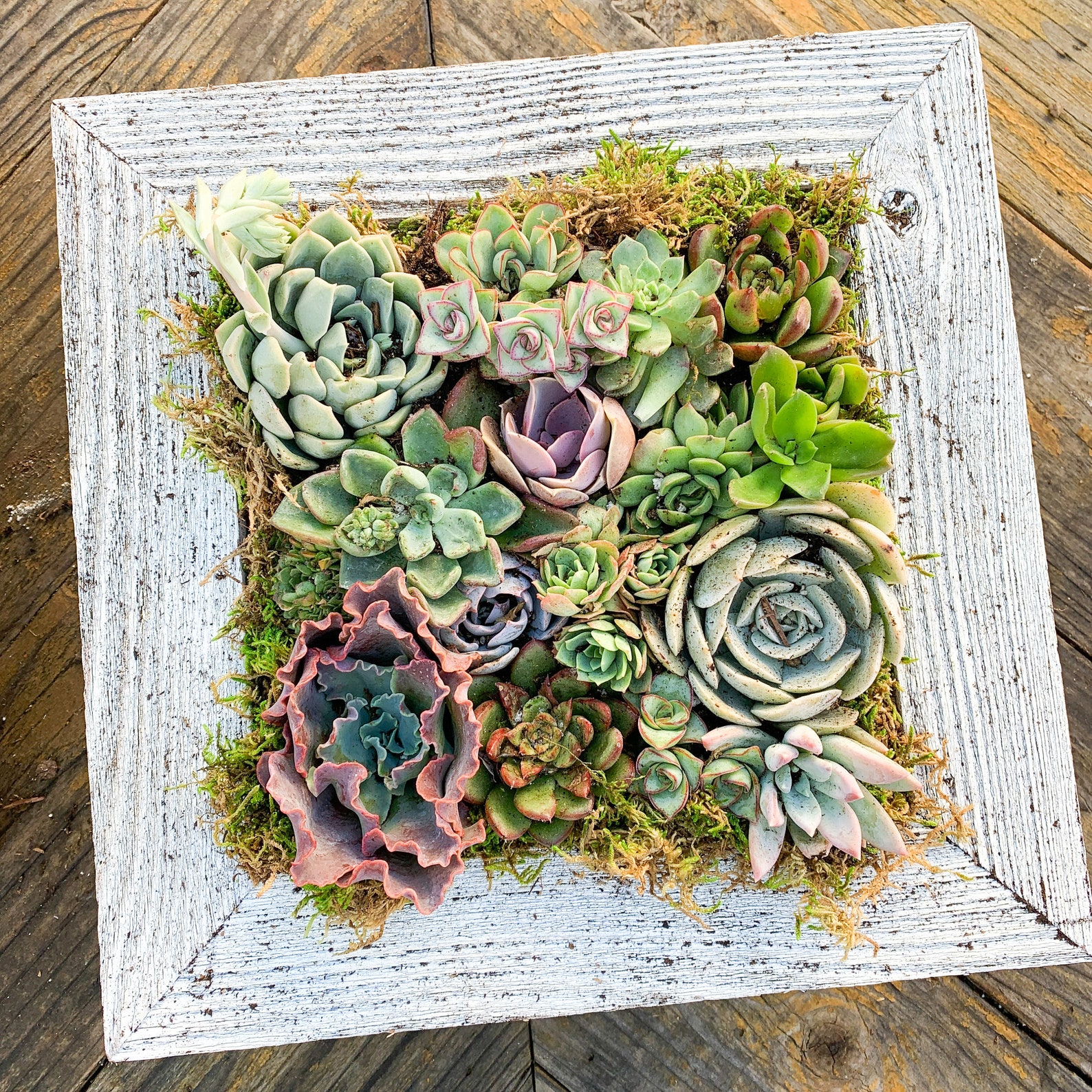Square Succulent Arrangement Planter Succulent Wood Planter - Etsy
